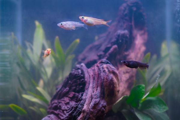 Japanese Rice Fish (Medaka): Ultimate Care Guide including Diet and ...